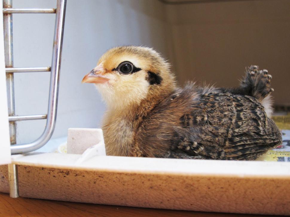 Free Stock Photo of Another chick | Download Free Images and Free ...