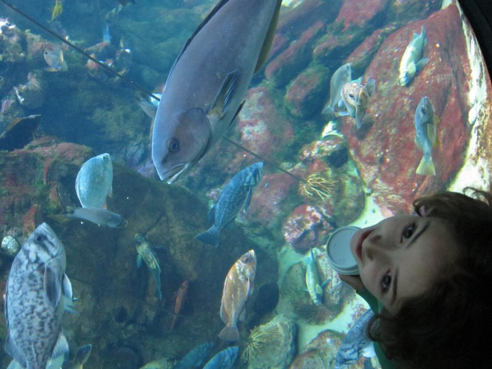 Free Stock Photo of Girl watching fish | Download Free Images and Free ...