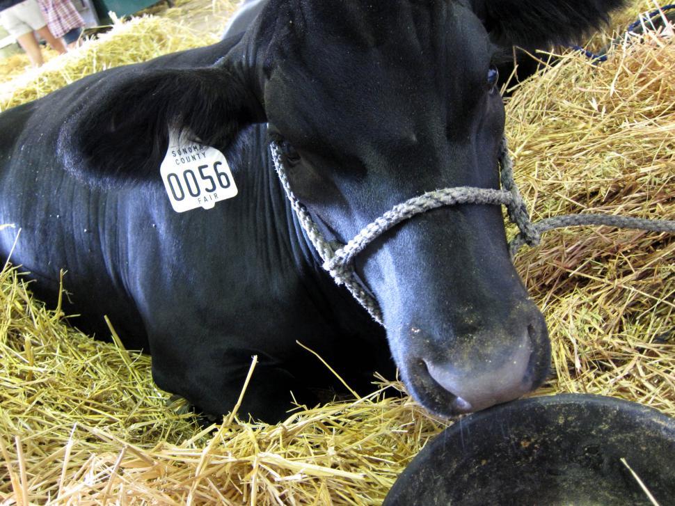 Free Stock Photo of Cow | Download Free Images and Free Illustrations