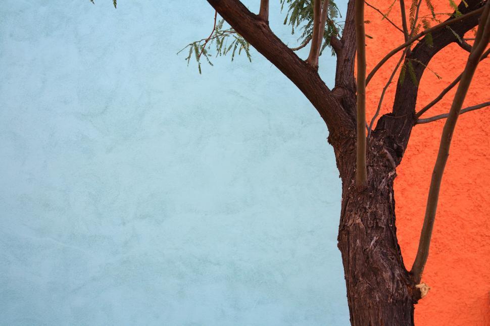 Free Stock Photo of tree over walls | Download Free Images and Free ...