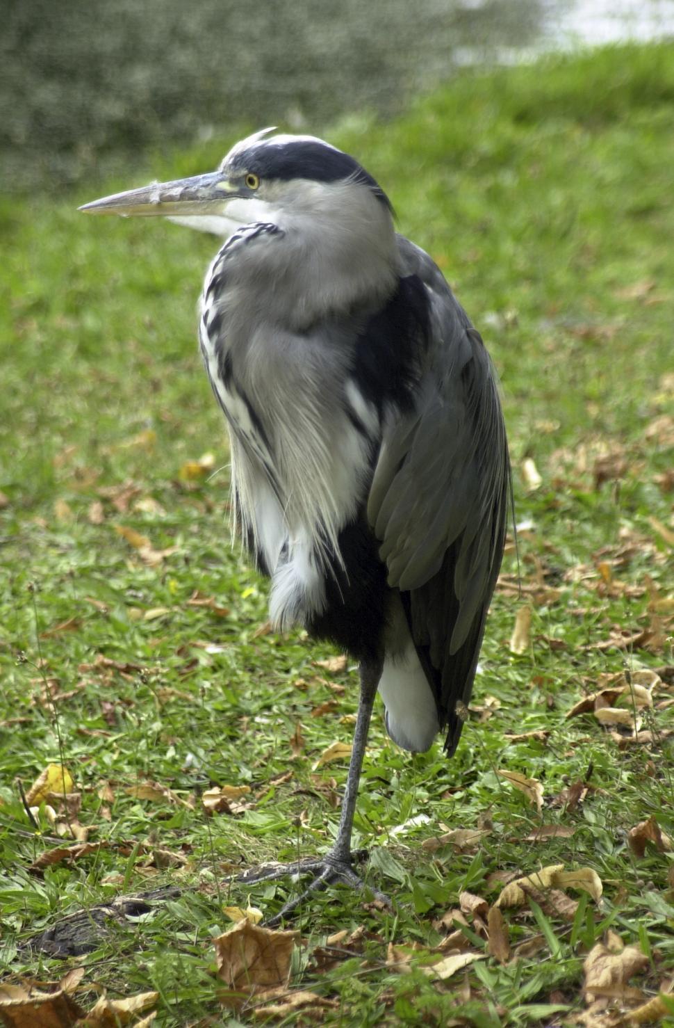 Free Stock Photo of Blue Heron | Download Free Images and Free ...