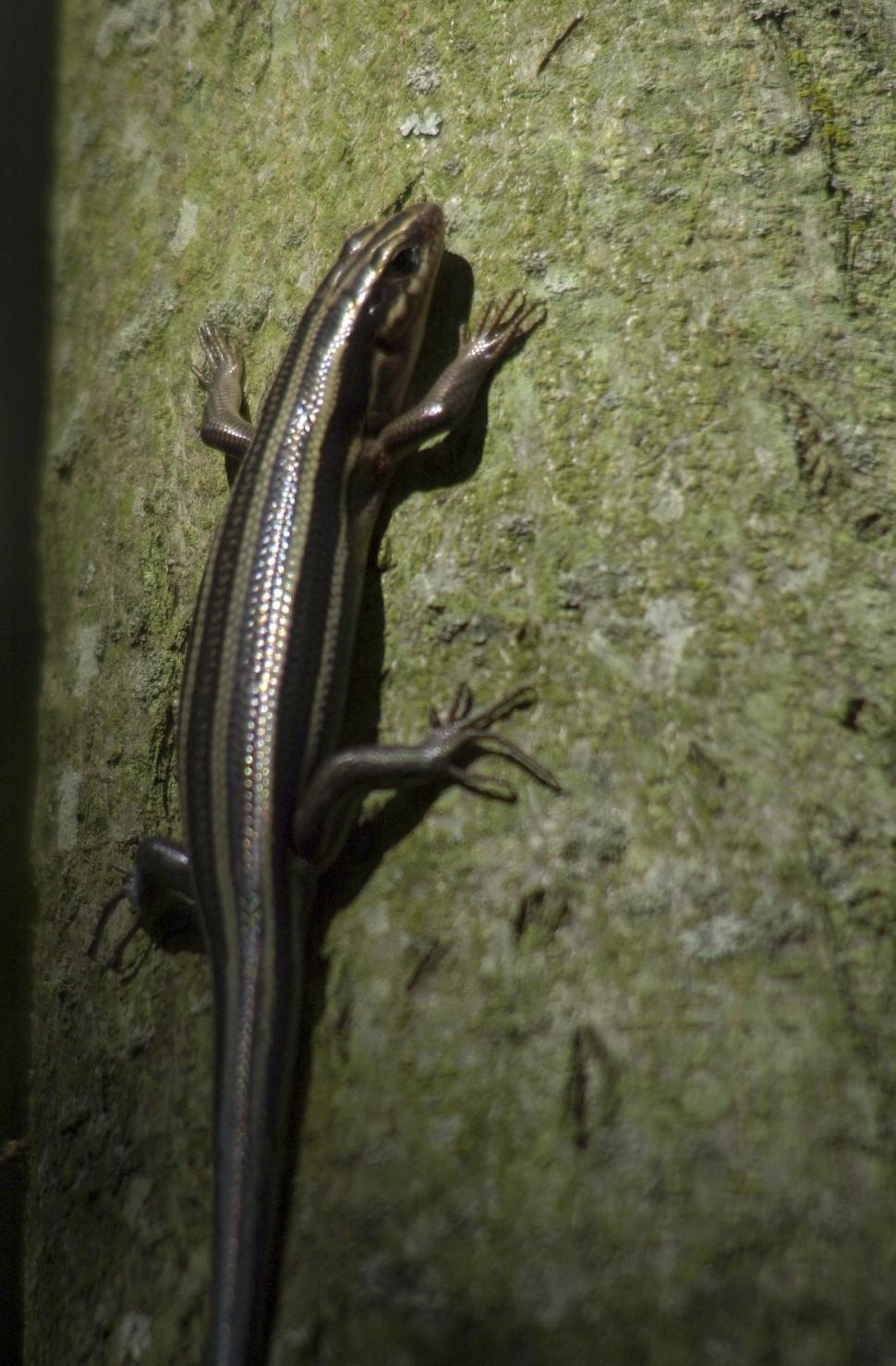 Free Stock Photo of Skink lizard | Download Free Images and Free ...