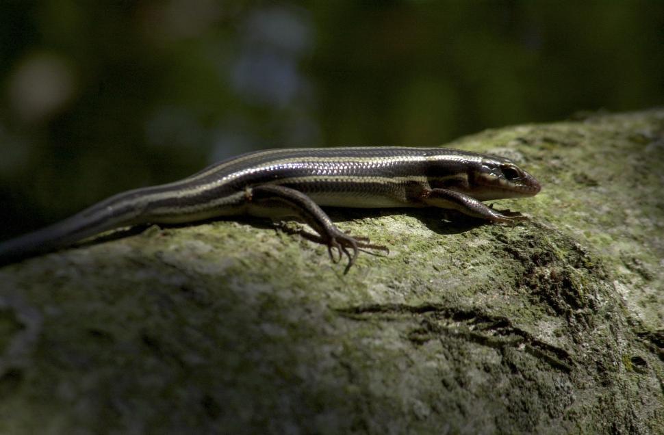 Free Stock Photo of Skink lizard | Download Free Images and Free ...