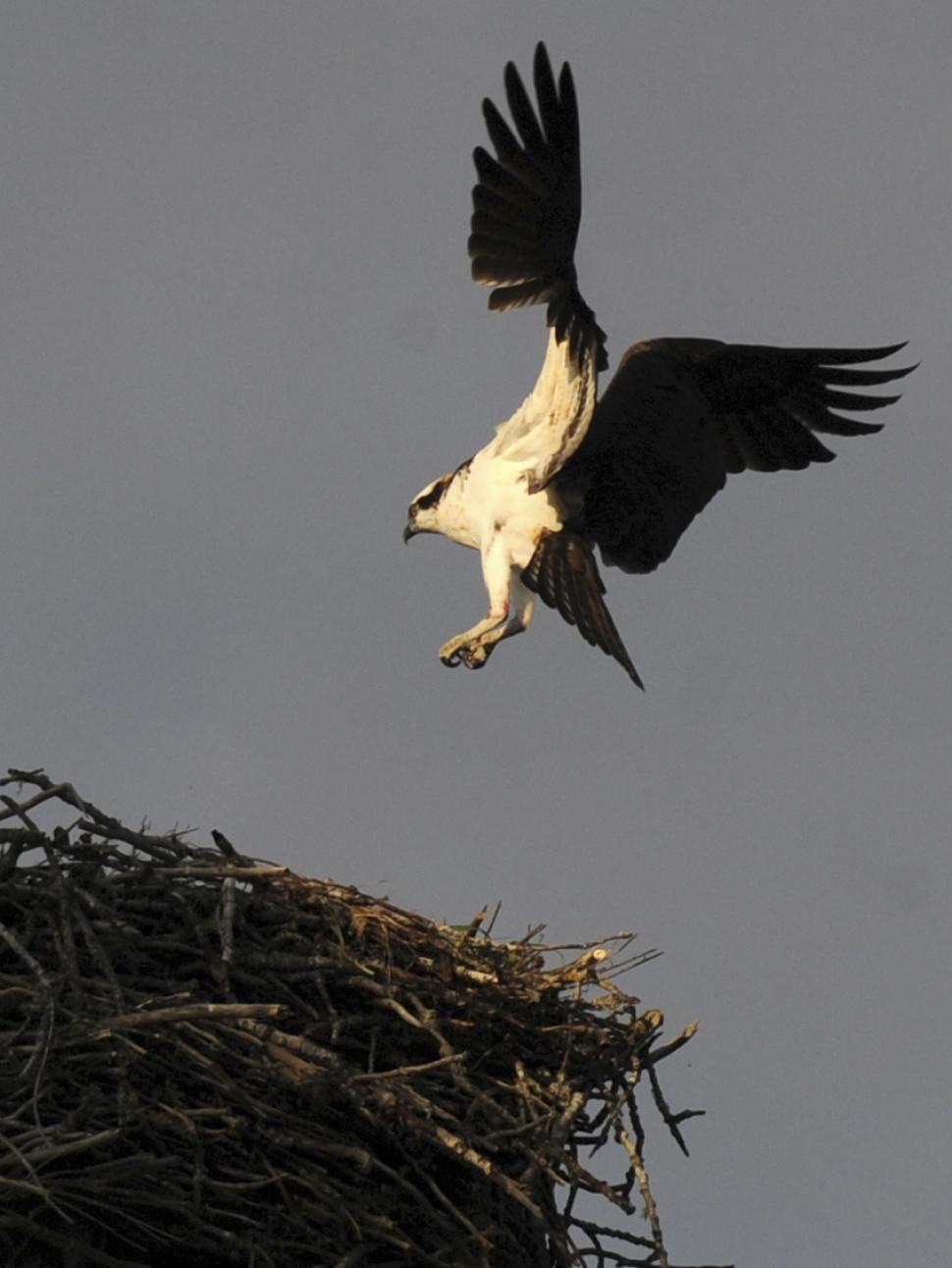 Free Stock Photo of Osprey Nest | Download Free Images and Free ...