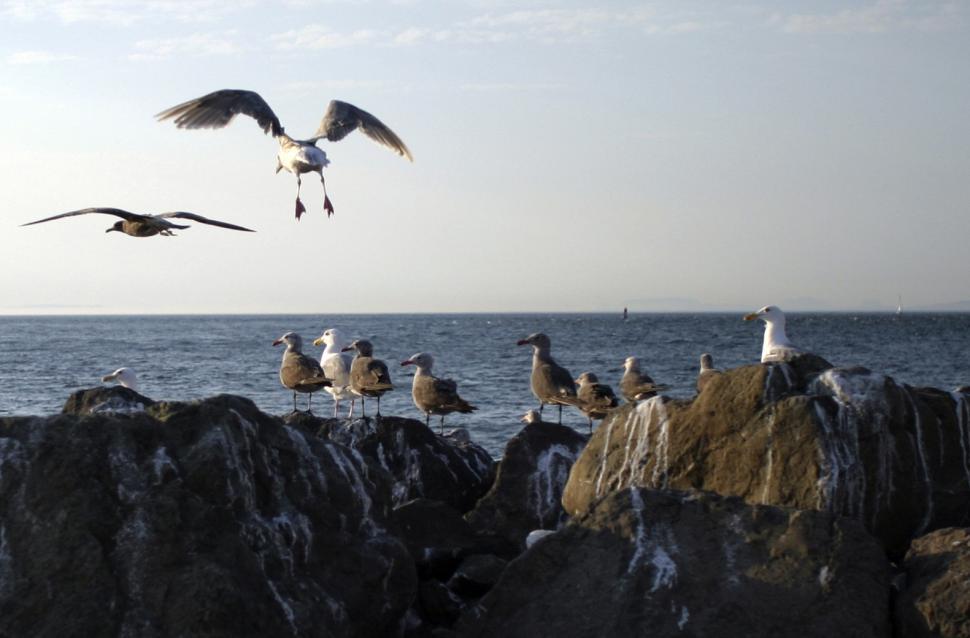 Free Stock Photo of Seagulls | Download Free Images and Free Illustrations