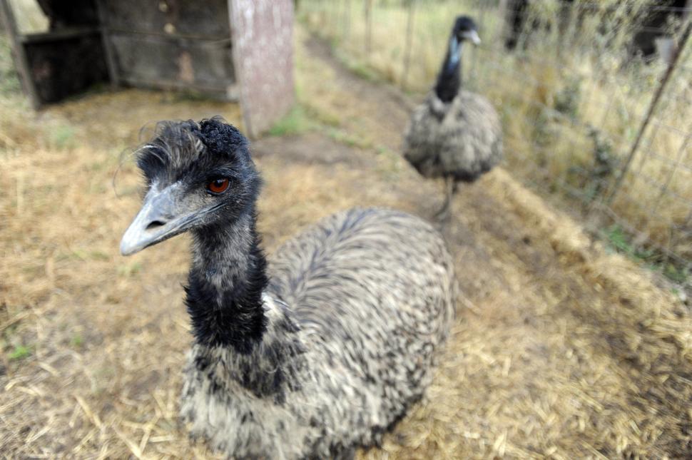 Free Stock Photo of Emu Farm | Download Free Images and Free Illustrations