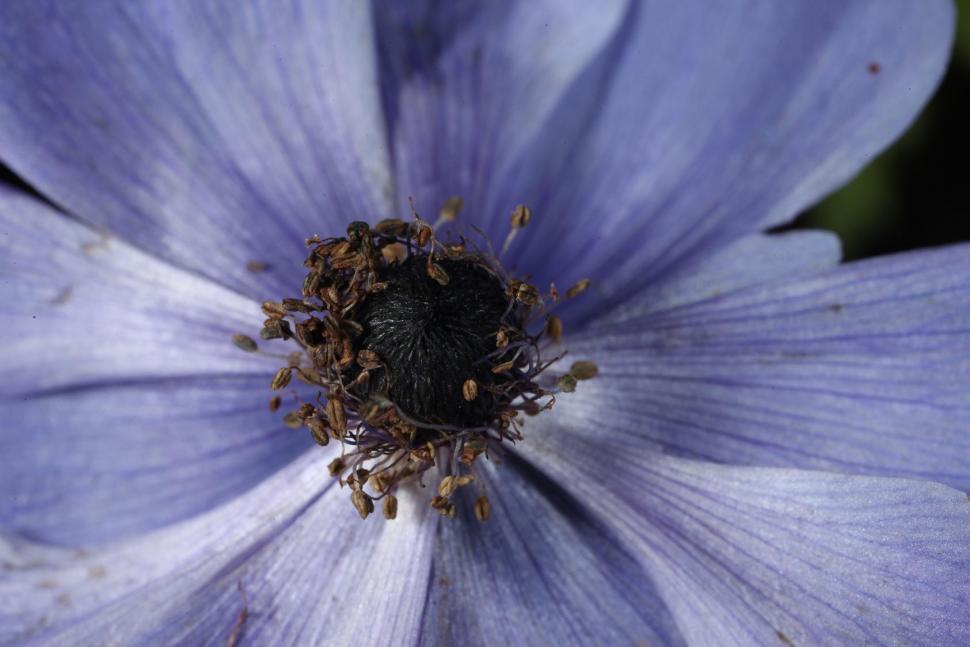 Free Stock Photo of Flower macros | Download Free Images and Free Illustrations