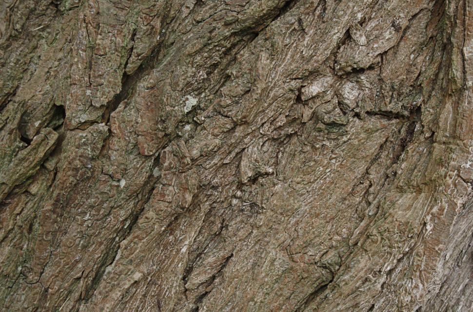 Free Stock Photo of tree | Download Free Images and Free Illustrations