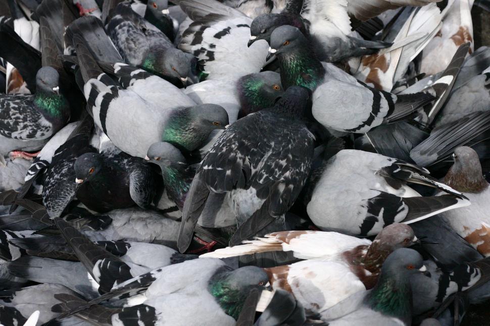Free Stock Photo of Birds Perched on a Pile of Rocks | Download Free ...