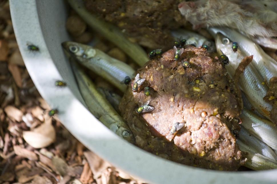 Free Stock Photo of Wildlife food | Download Free Images and Free ...