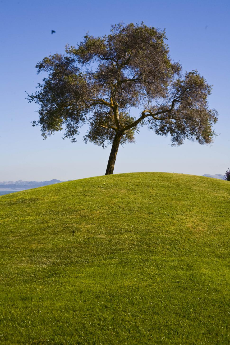 Free Stock Photo of Scenic Tree | Download Free Images and Free ...