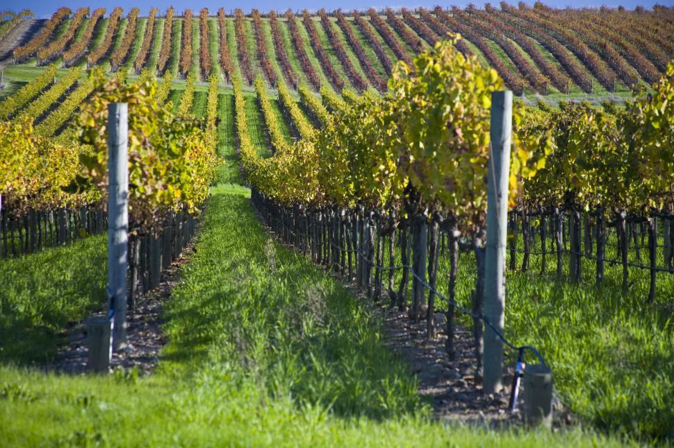 Free Stock Photo of Vineyard | Download Free Images and Free Illustrations