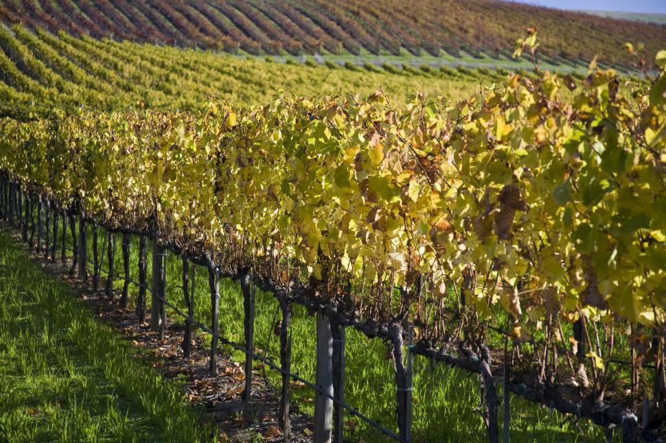 Free Stock Photo of Vineyard | Download Free Images and Free Illustrations