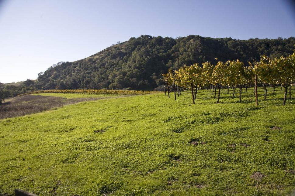 Free Stock Photo of Vineyard | Download Free Images and Free Illustrations