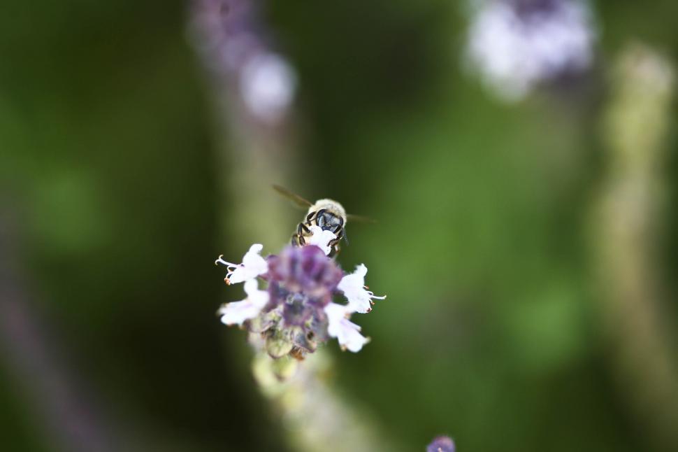 Free Stock Photo of Pollinate | Download Free Images and Free Illustrations