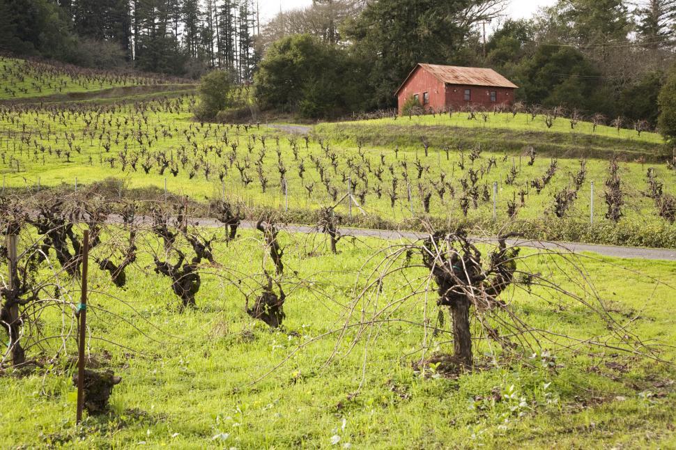 Free Stock Photo of Field of grape vines | Download Free Images and ...