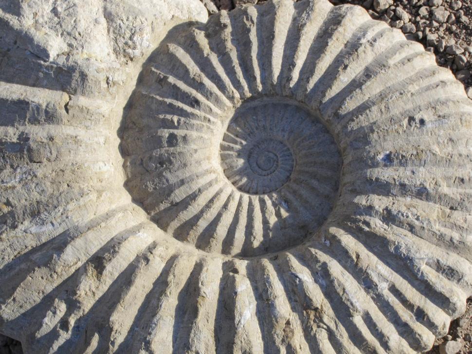 Free Stock Photo of fossil | Download Free Images and Free Illustrations