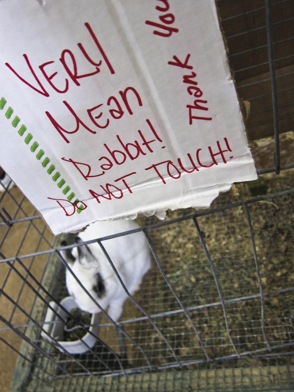 Free Stock Photo of Mean Rabbit | Download Free Images and Free ...