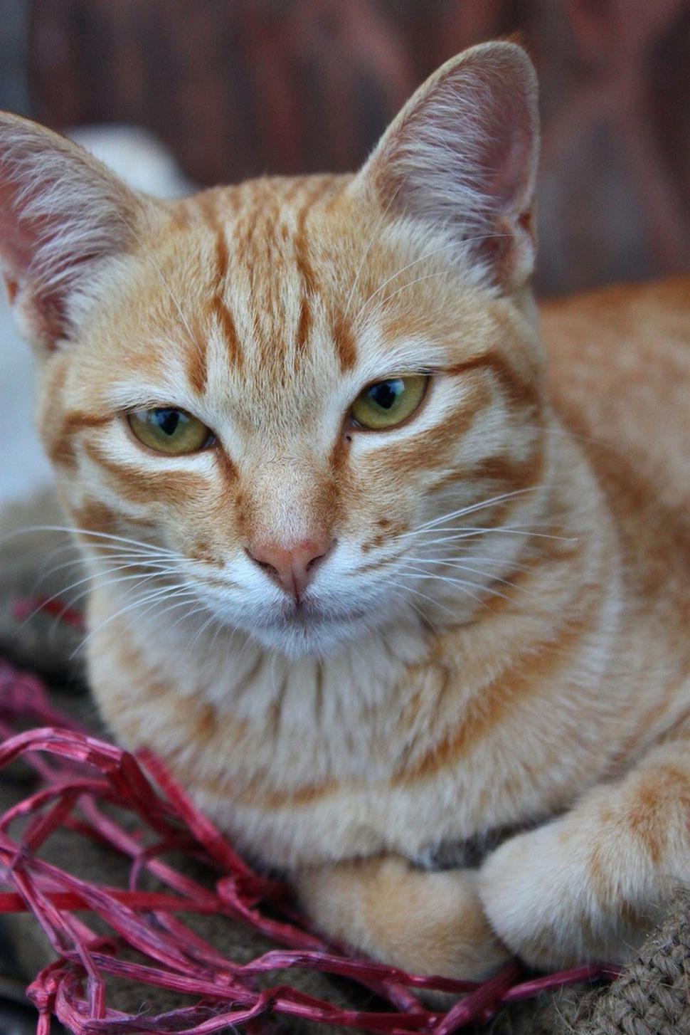 Free Stock Photo of Orange Cat | Download Free Images and Free ...