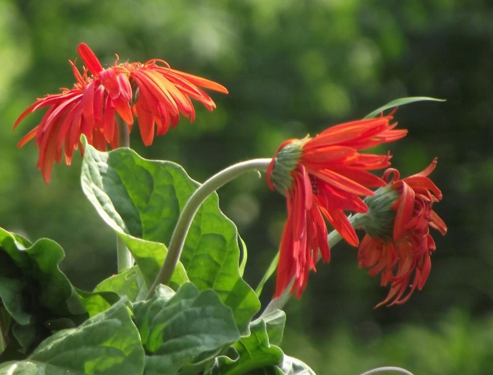 Free Stock Photo of Red gerber daisy flowers | Download Free Images and ...