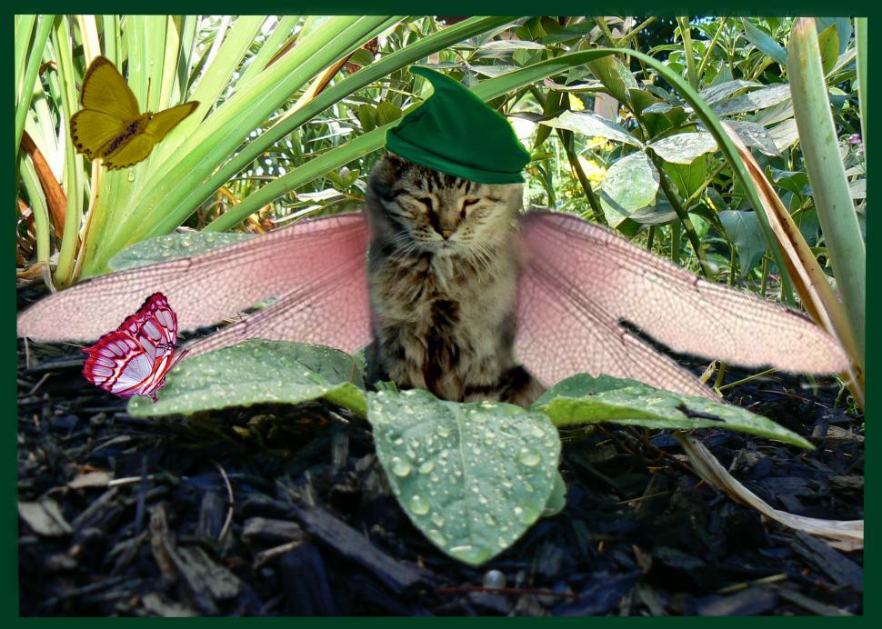 Free Stock Photo of Old Cat Elf | Download Free Images and Free ...