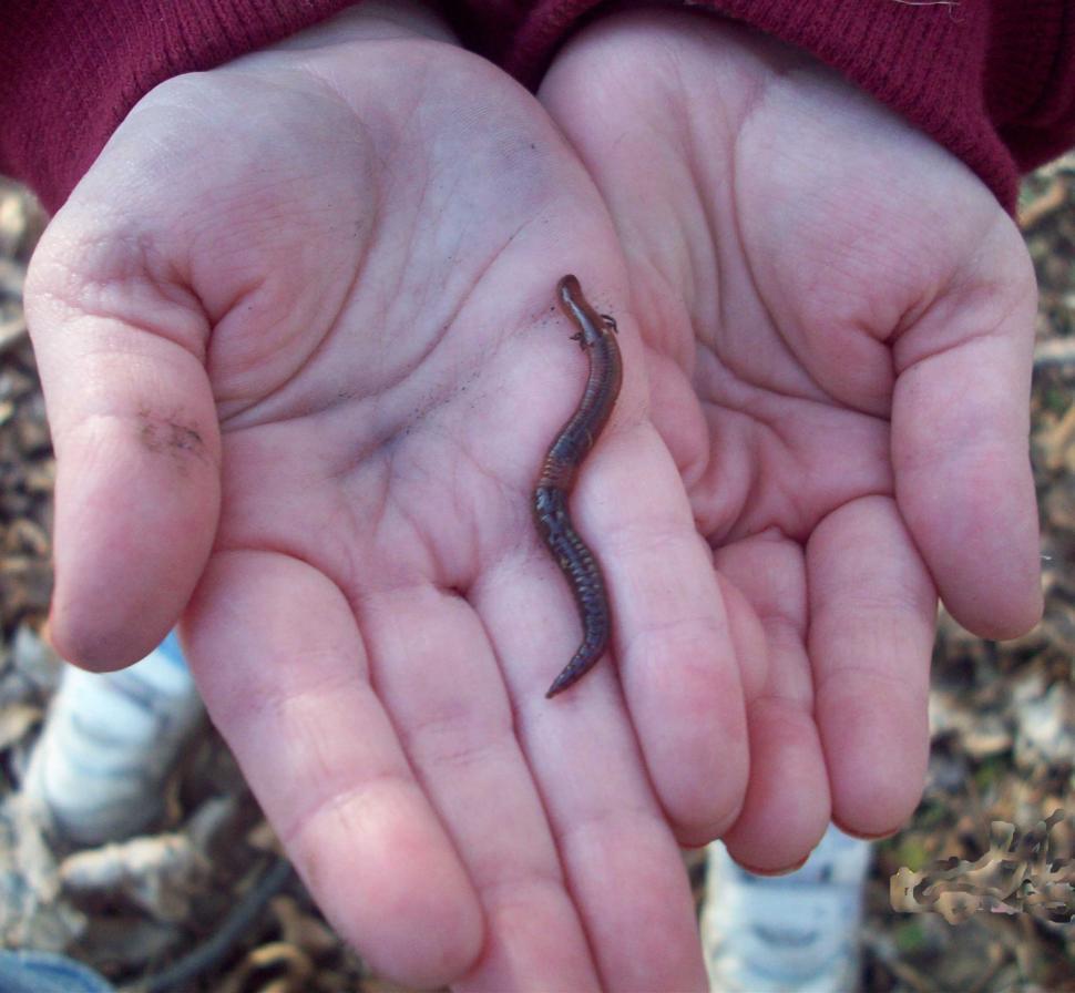 Free Stock Photo of Person Holding Small Lizard in Hands | Download ...