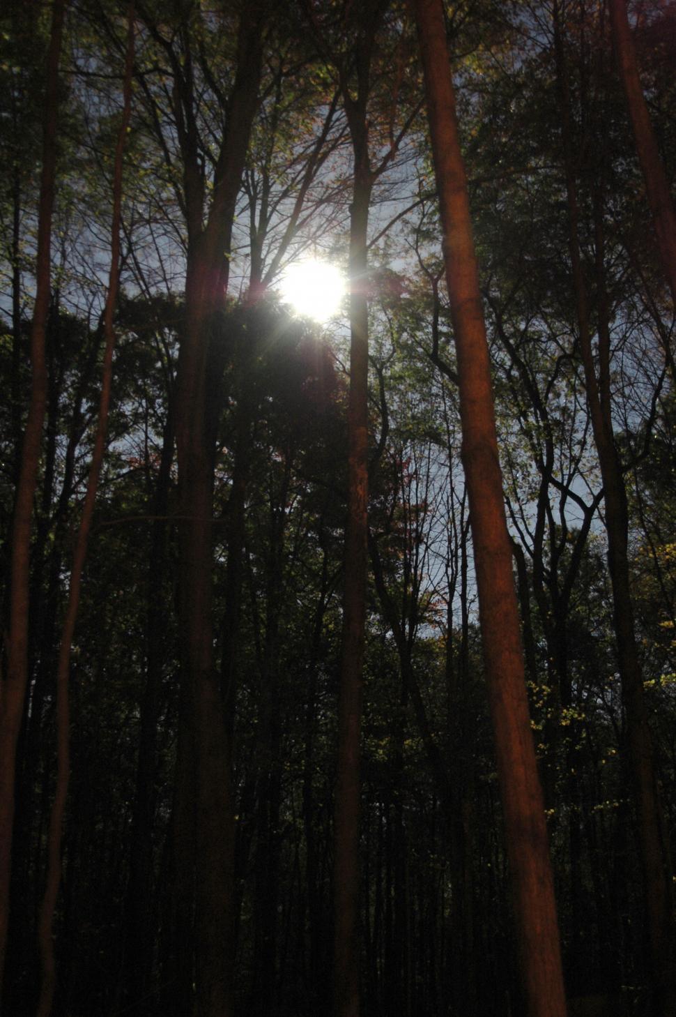 Free Stock Photo of Sun Shining Through Trees in Woods | Download Free ...
