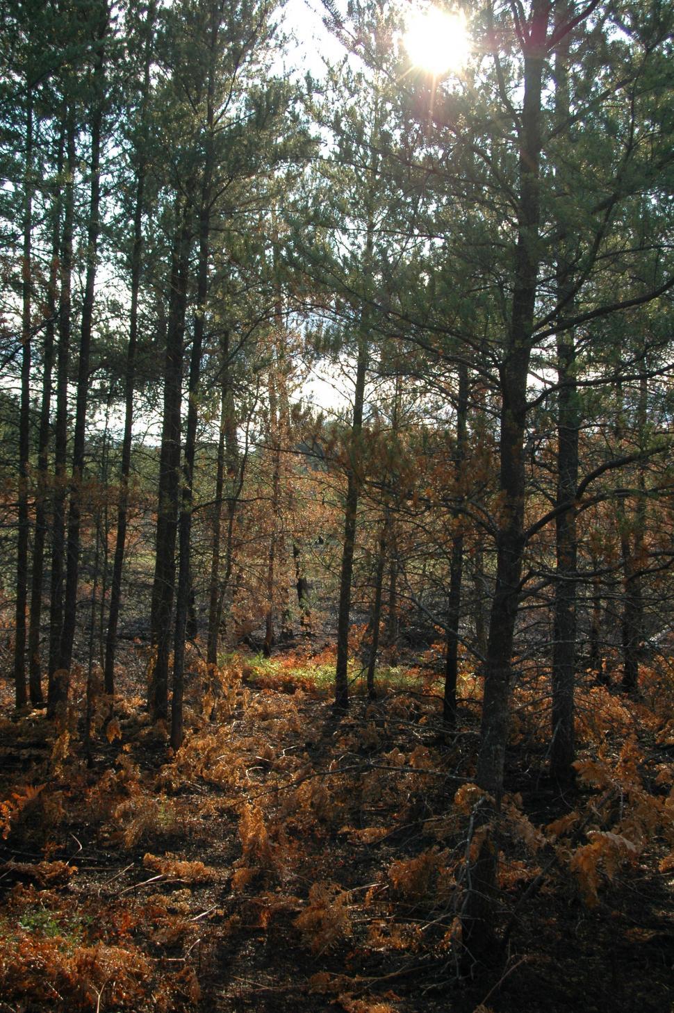 Free Stock Photo of Forest Fire Remains | Download Free Images and Free ...