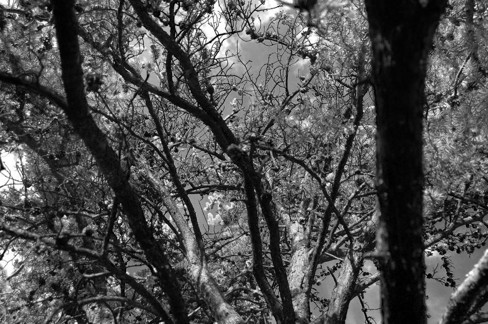 Free Stock Photo of Monochrome Tree in a Forest | Download Free Images ...