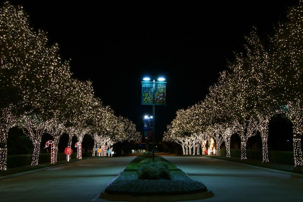Free Stock Photo of Street Lined With Christmas Lights-Covered Trees ...
