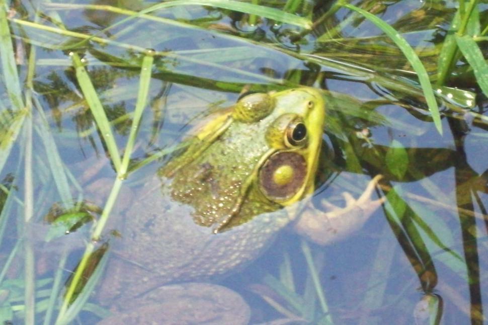 Free Stock Photo of Frog | Download Free Images and Free Illustrations