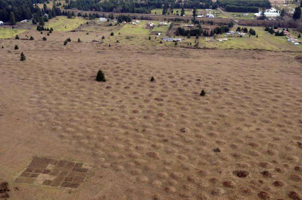 Free Stock Photo of Mima Mounds | Download Free Images and Free ...