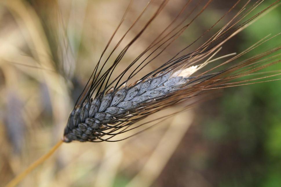 Free Stock Photo of Head of wheat | Download Free Images and Free ...