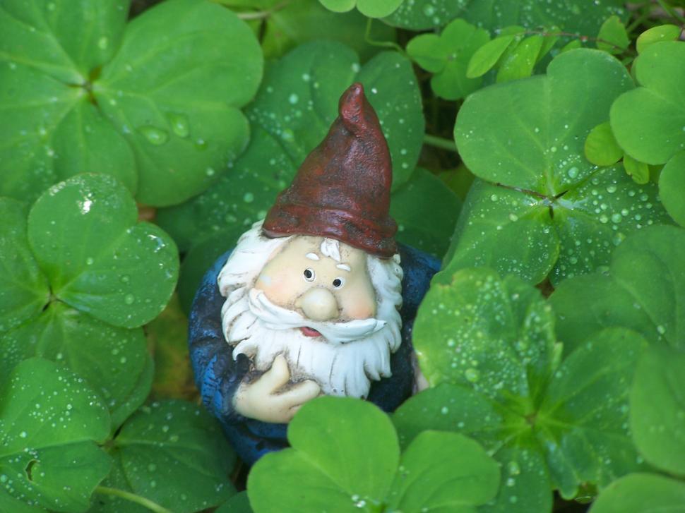 Free Stock Photo of Gnome in the CloverGnome in the Clover | Download ...