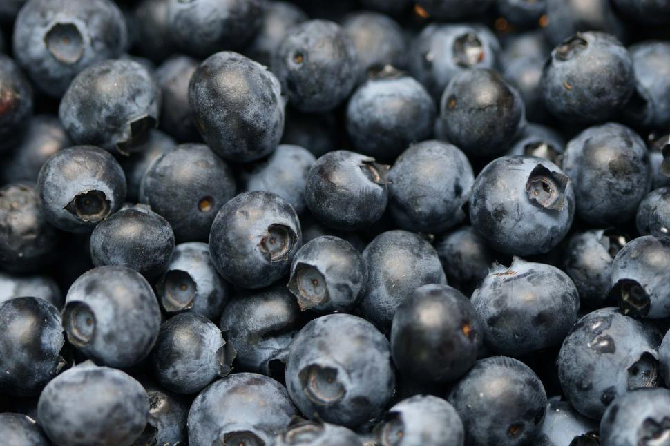 Free Stock Photo of blueberries background | Download Free Images and ...