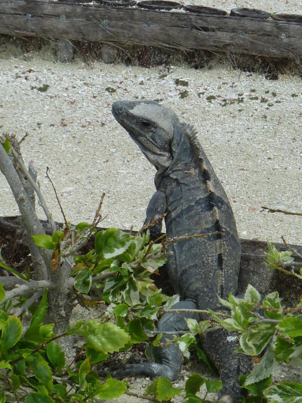 Free Stock Photo of reptile | Download Free Images and Free Illustrations