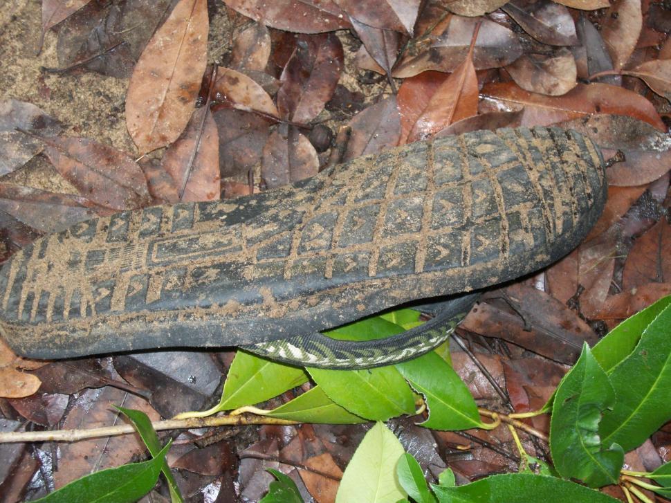 Free Stock Photo of Shoe tread | Download Free Images and Free ...