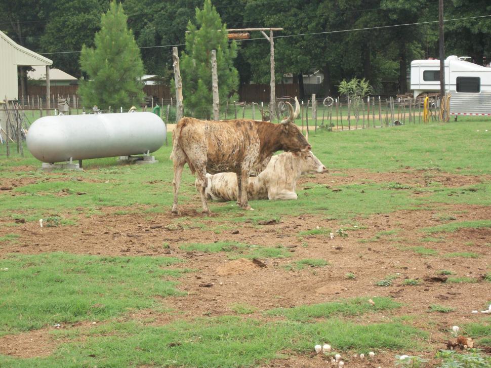 Free Stock Photo of Longhorn Steer | Download Free Images and Free ...