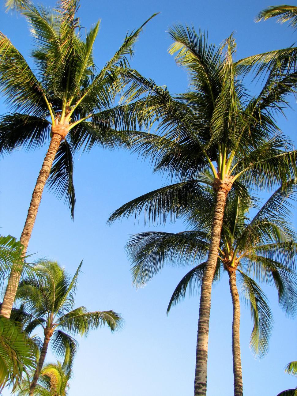 Free Stock Photo of Palm Trees | Download Free Images and Free ...