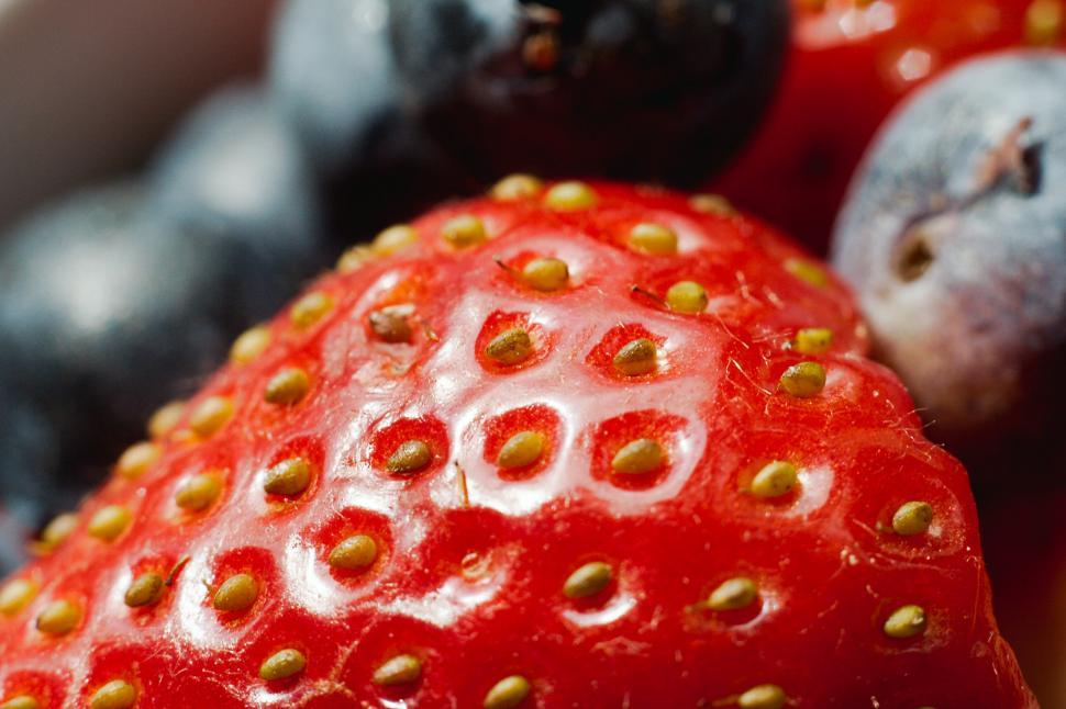 Free Stock Photo of Berries | Download Free Images and Free Illustrations