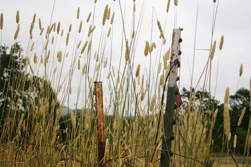 Free Stock Photo of Plants and fenceposts | Download Free Images and ...
