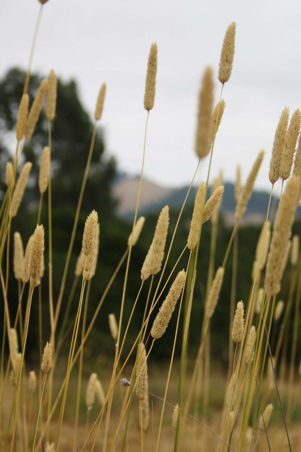 Free Stock Photo of Dry plants | Download Free Images and Free ...