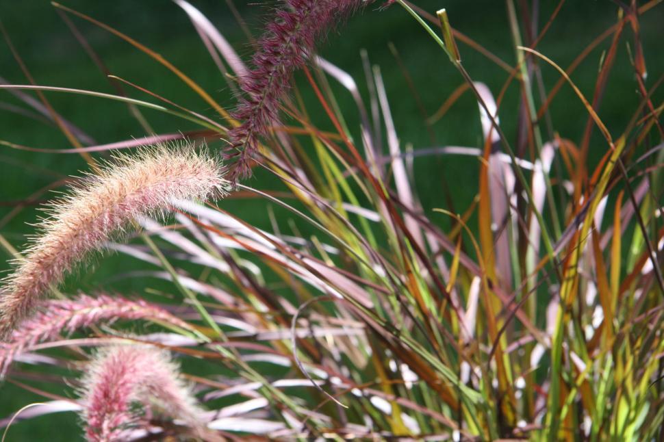 Free Stock Photo of Ornamental grass | Download Free Images and Free ...
