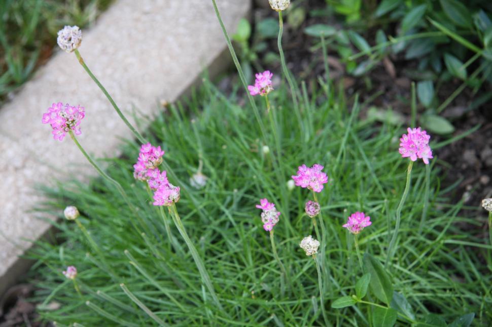 Free Stock Photo of Sea thrift | Download Free Images and Free ...