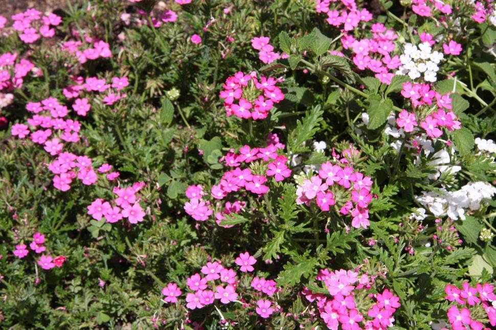 Free Stock Photo of Verbena | Download Free Images and Free Illustrations