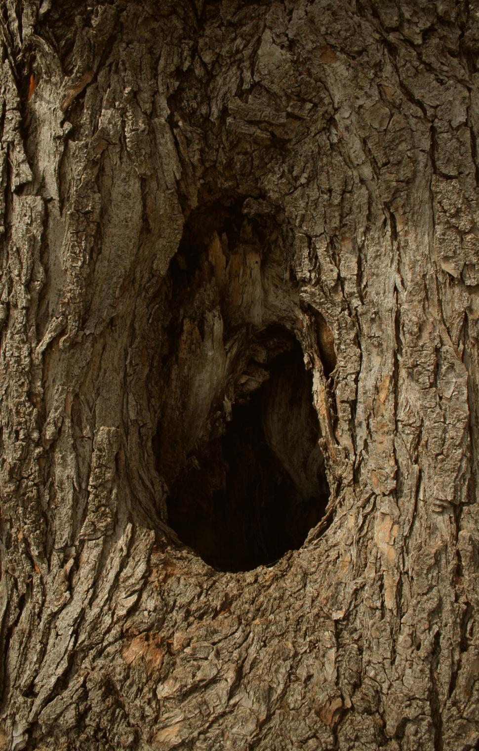 Free Stock Photo of Close Up of Tree Trunk With Hole | Download Free ...