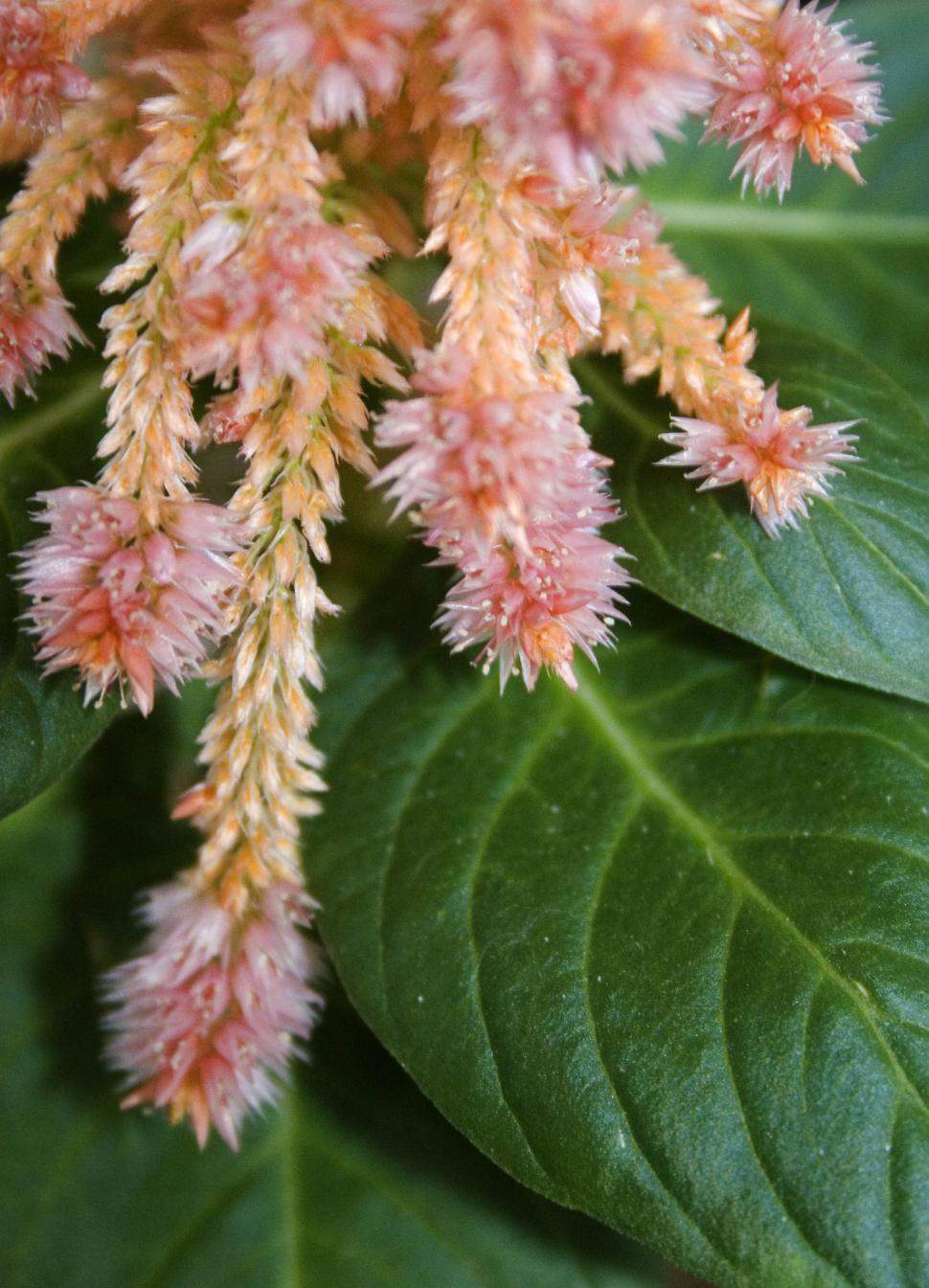 Free Stock Photo of Close Up of a Flower on a Green Leaf | Download ...