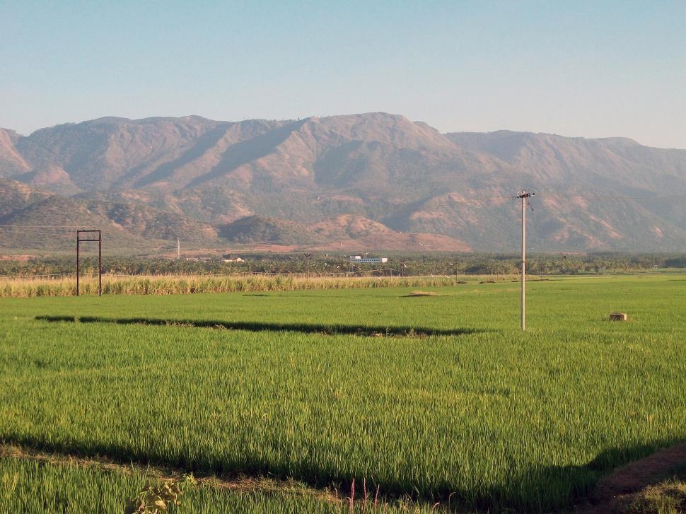 Free Stock Photo of Green Paddy Field Landscape | Download Free Images ...
