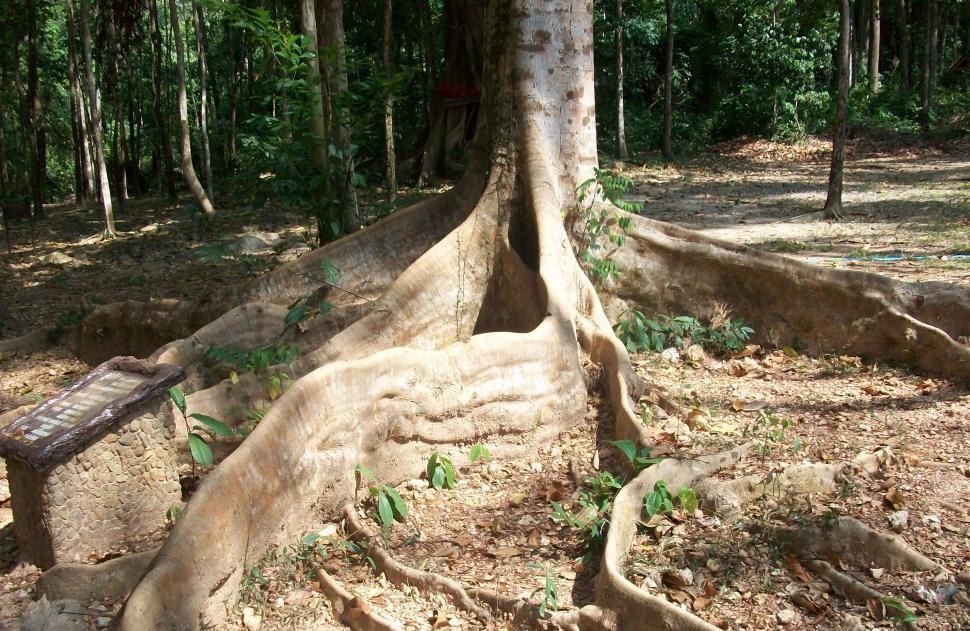 Free Stock Photo of Large Tree Roots | Download Free Images and Free ...