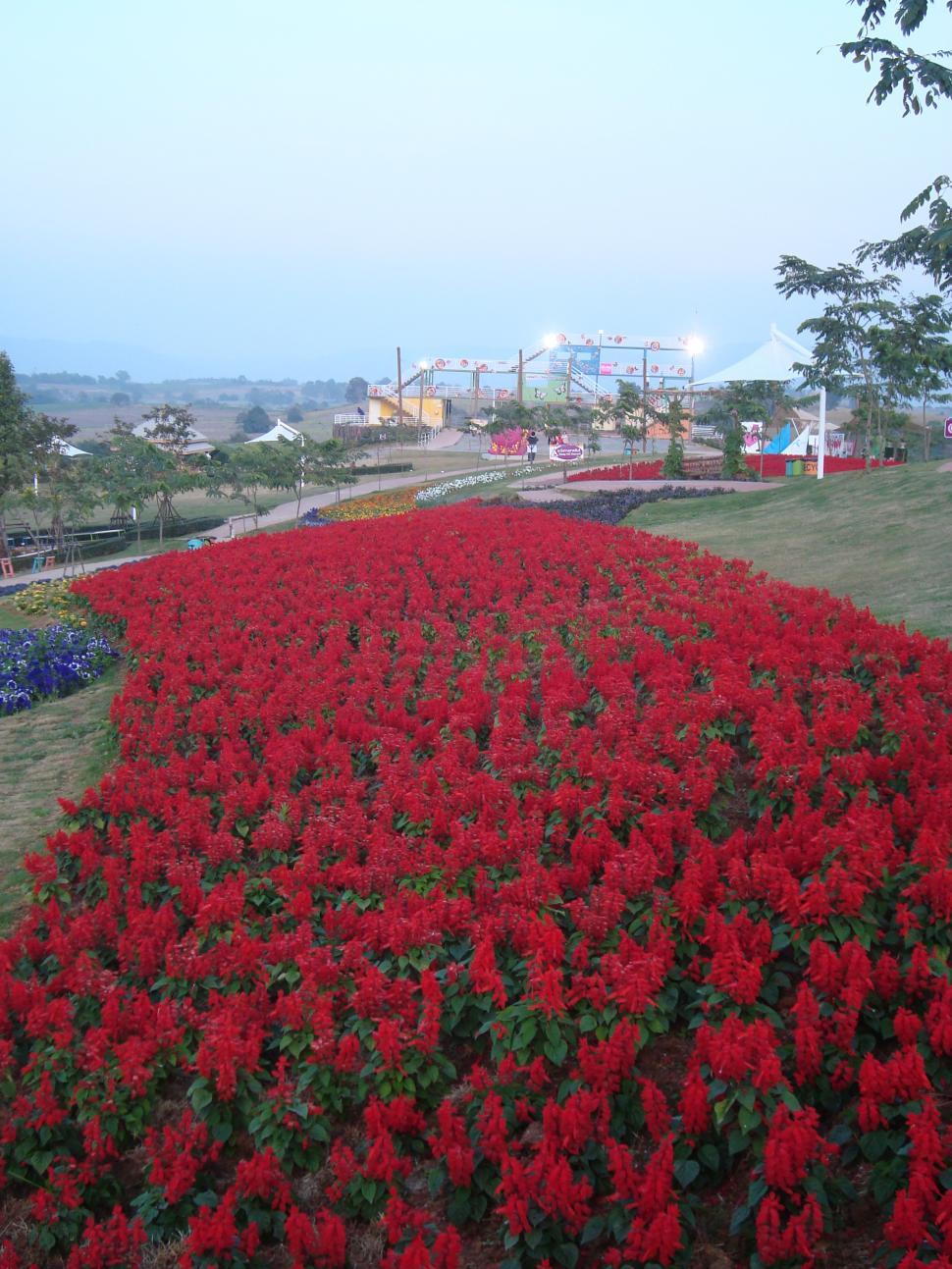 Free Stock Photo of Long Red Floral Border | Download Free Images and ...